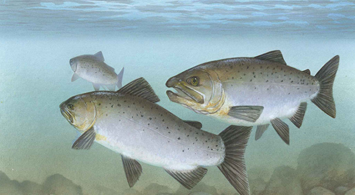 Lesson 10: Salmon fish and its upstream journey