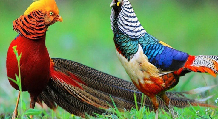 Ramadan Excerpts 1444 H (Lesson 16): Pondering over Allah's Creations.